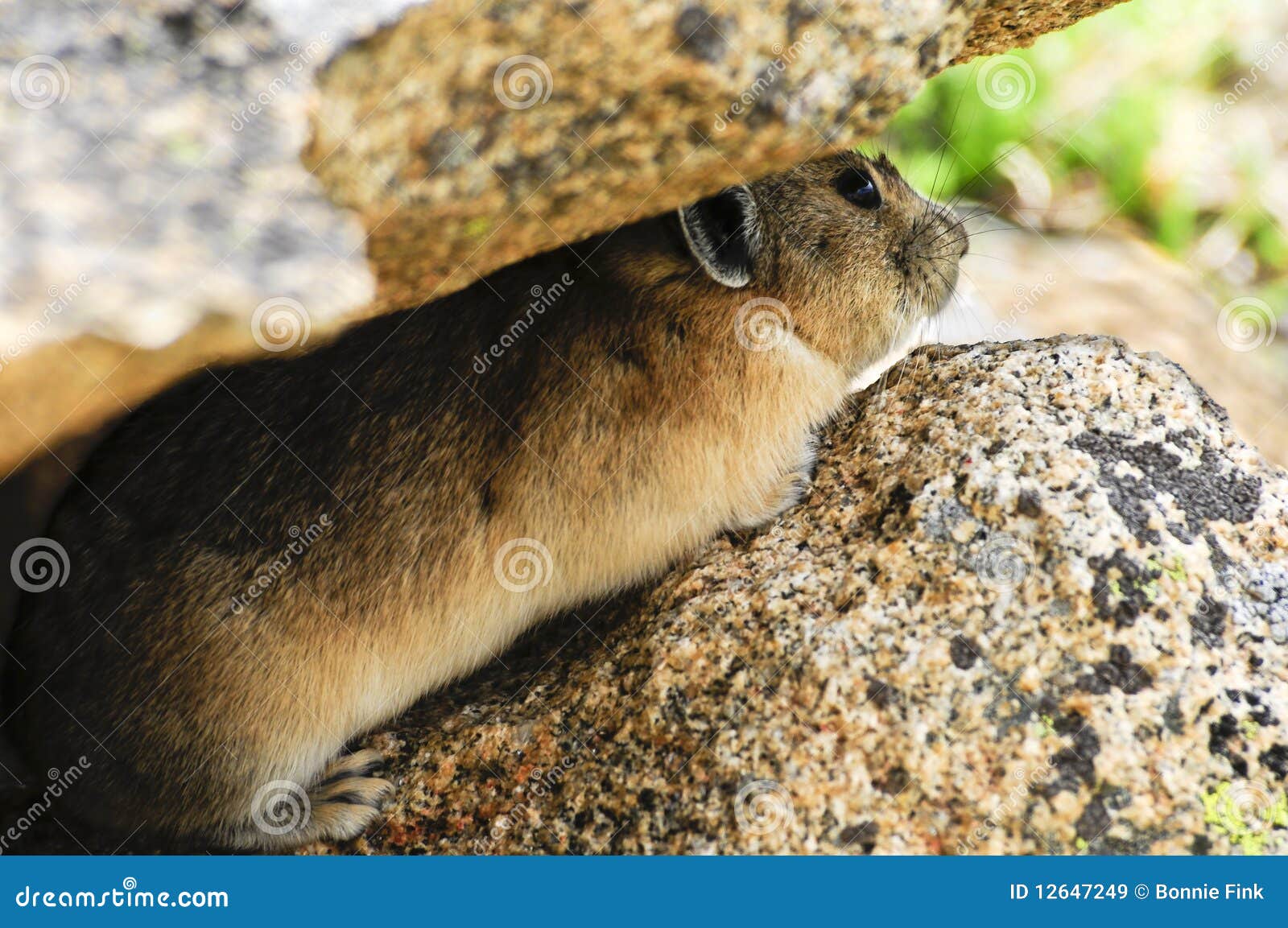 Pika Hiding stock image. Image of place, rocks, ears - 12647249