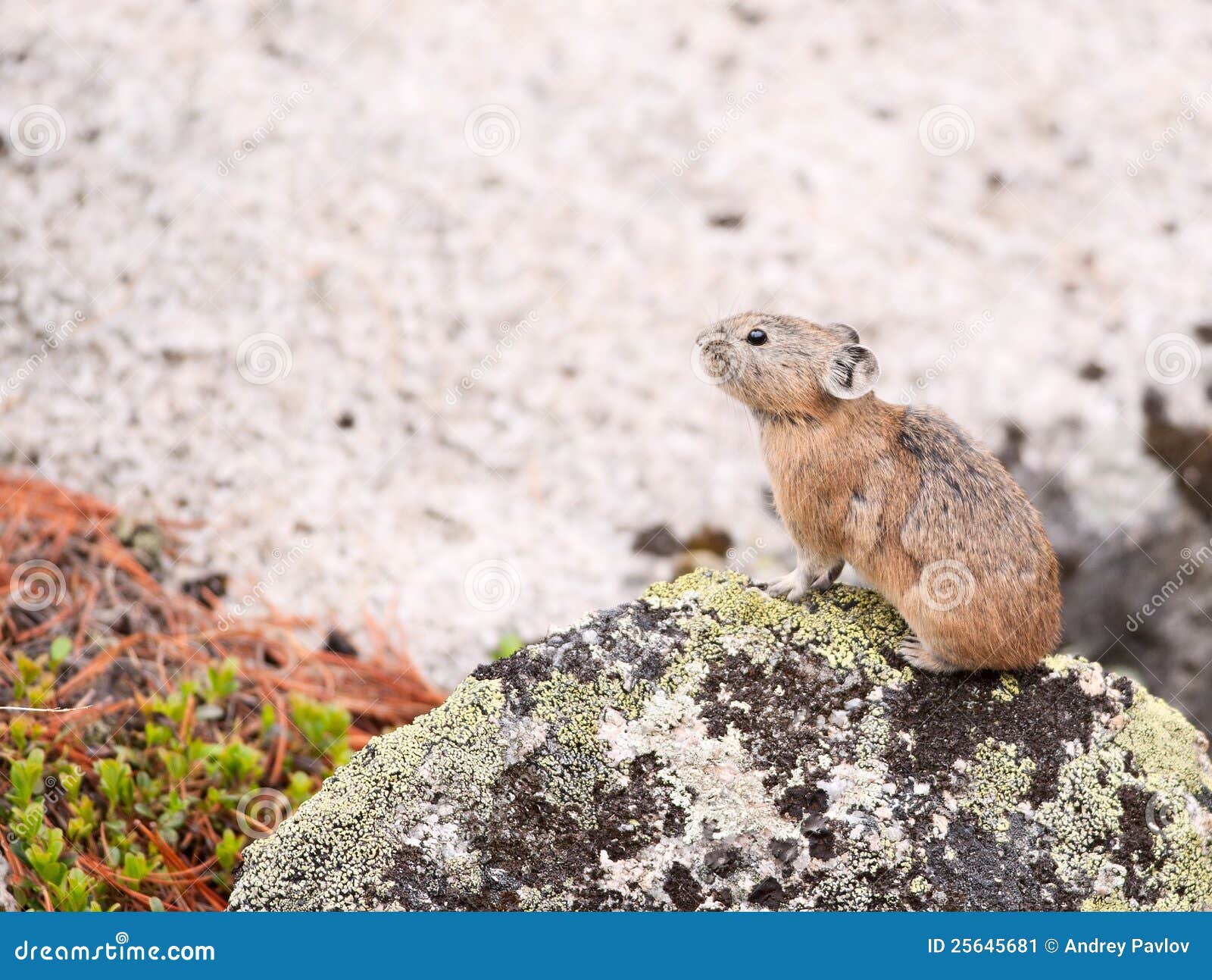 Pika (Ochotona Alpina) stock image. Image of creature - 25645681