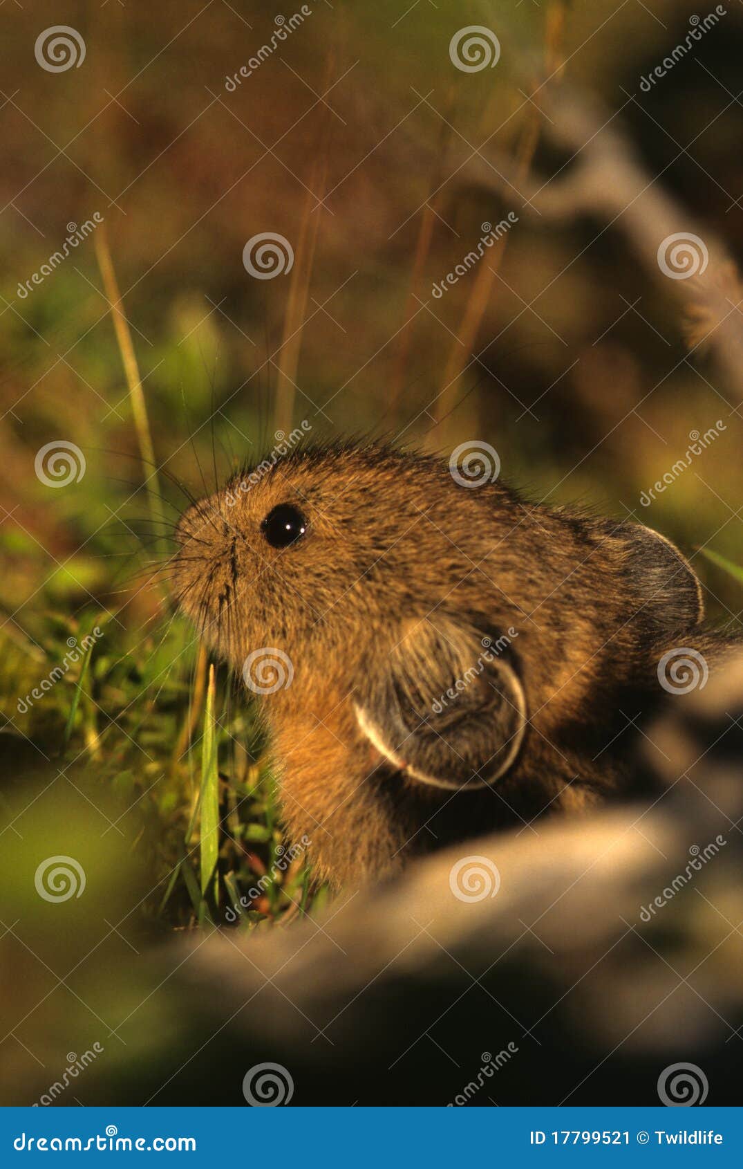 Pika Portrait stock image. Image of tundra, mountain - 17799521