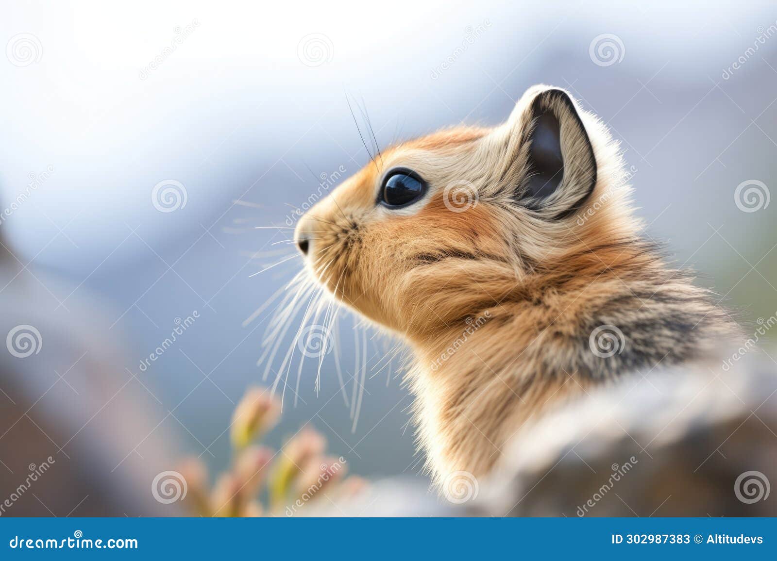Pika in Profile with Mountain Backdrop Stock Illustration ...