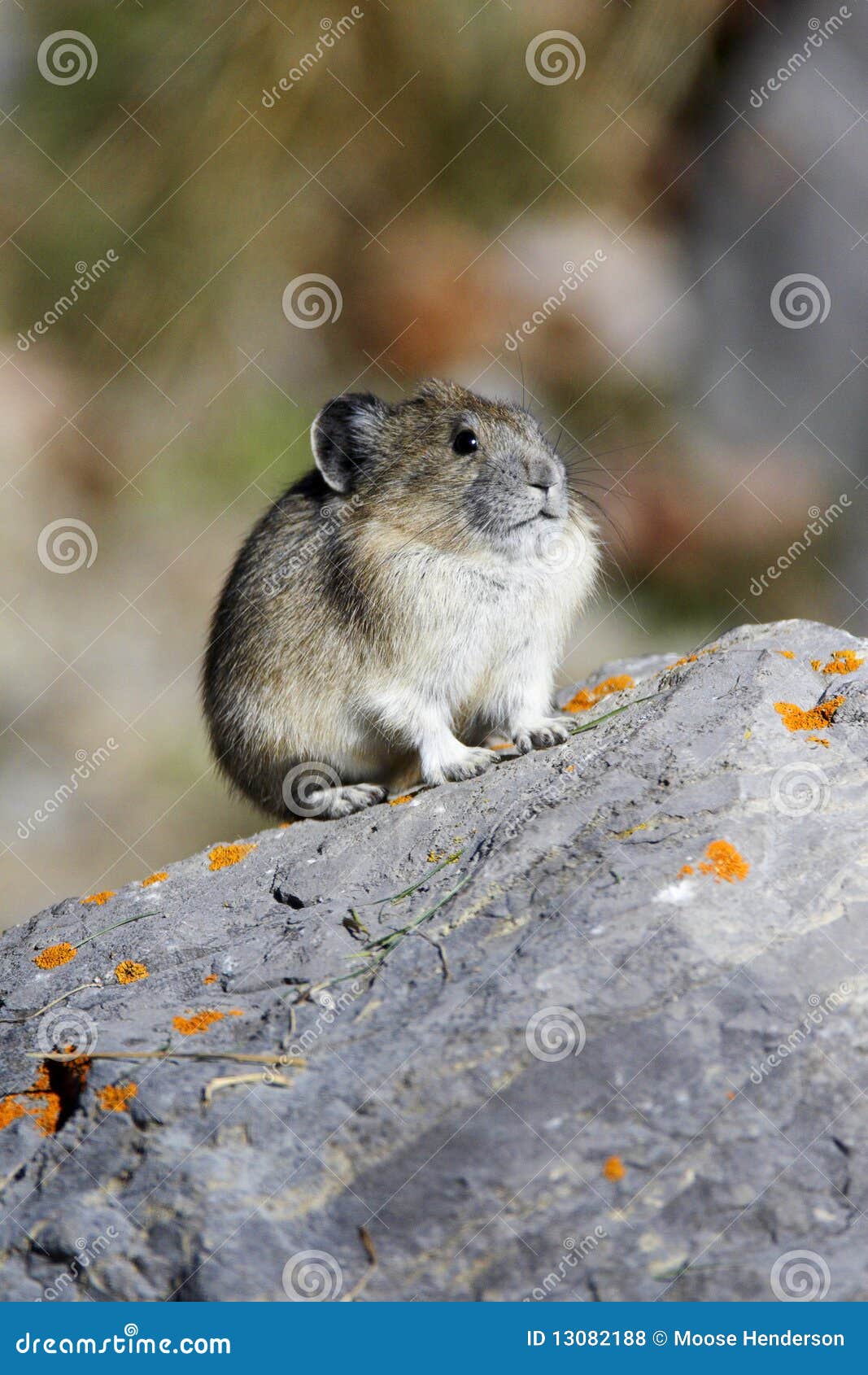 Pika on Rock stock photo. Image of ochotoma, amrhpa, piping - 13082188