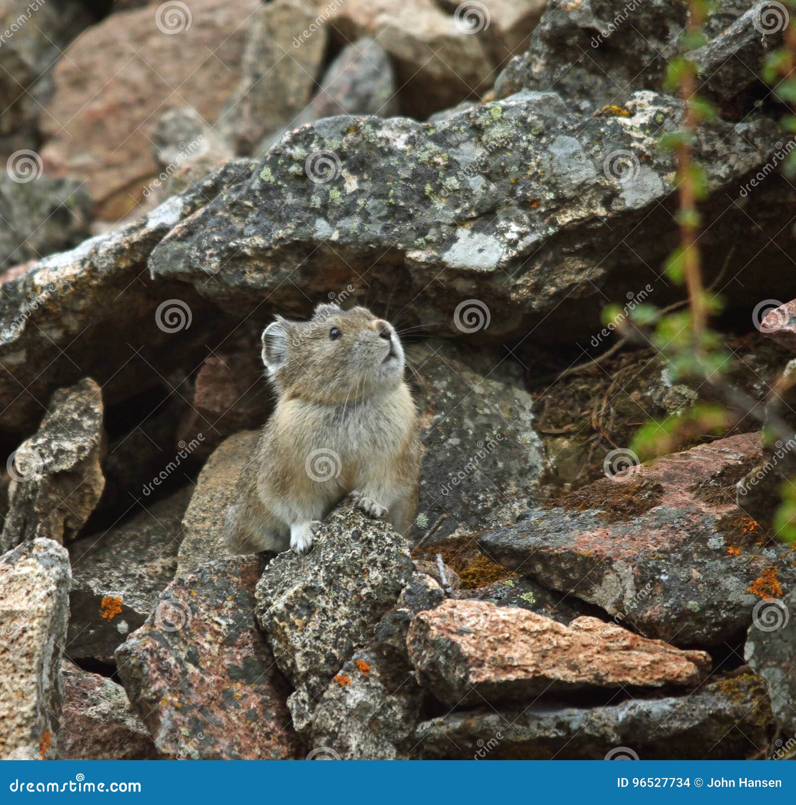 Pika in the rocks stock photo. Image of moves, mammal - 96527734