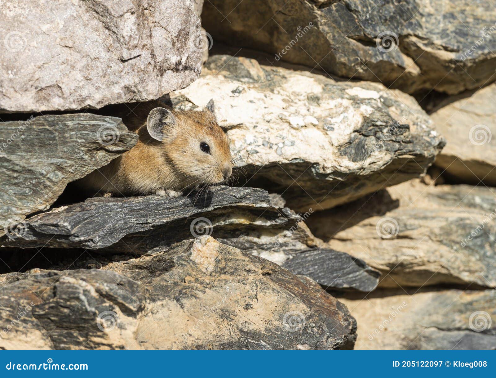 Pika Rodent Stones Mongolia Stock Image - Image of fluffy, nature ...