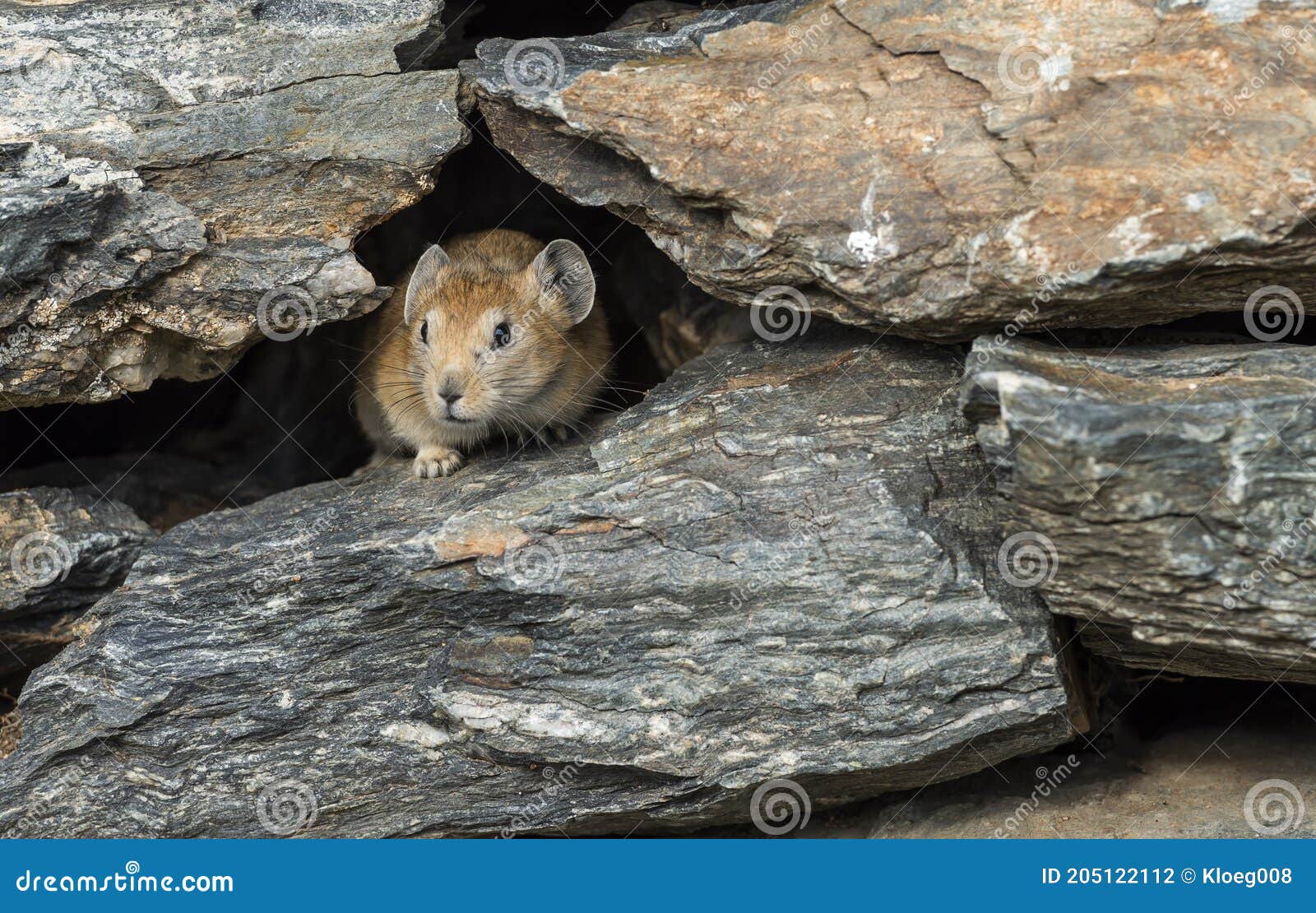 Pika Stones Rodent Mongolia Stock Photo - Image of natural, environment ...