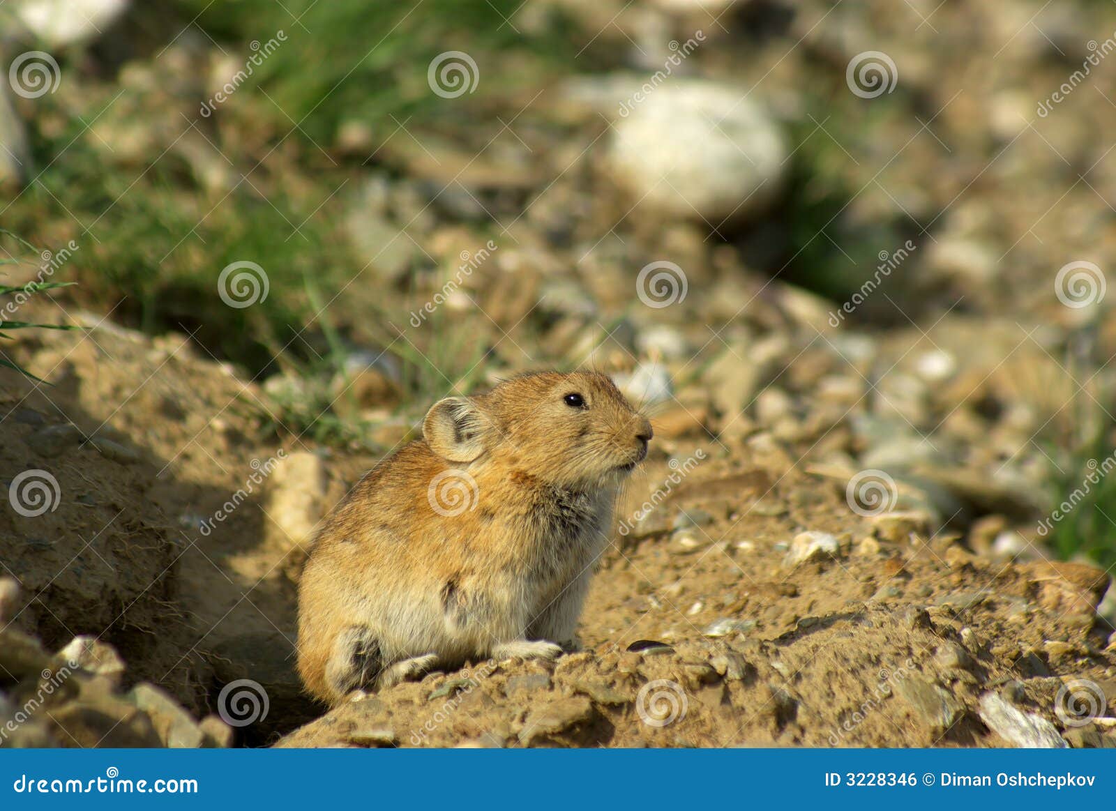 Pika on Threshold of Burrow Stock Photo - Image of tundra, eyes: 3228346
