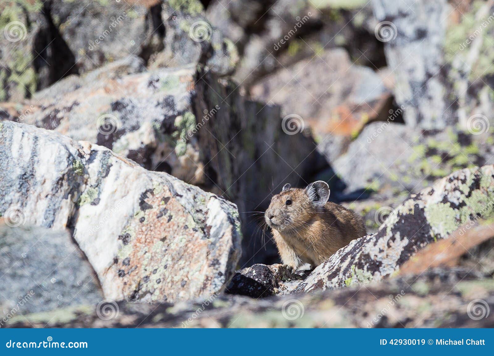 Pika stock image. Image of northern, brown, national - 42930019