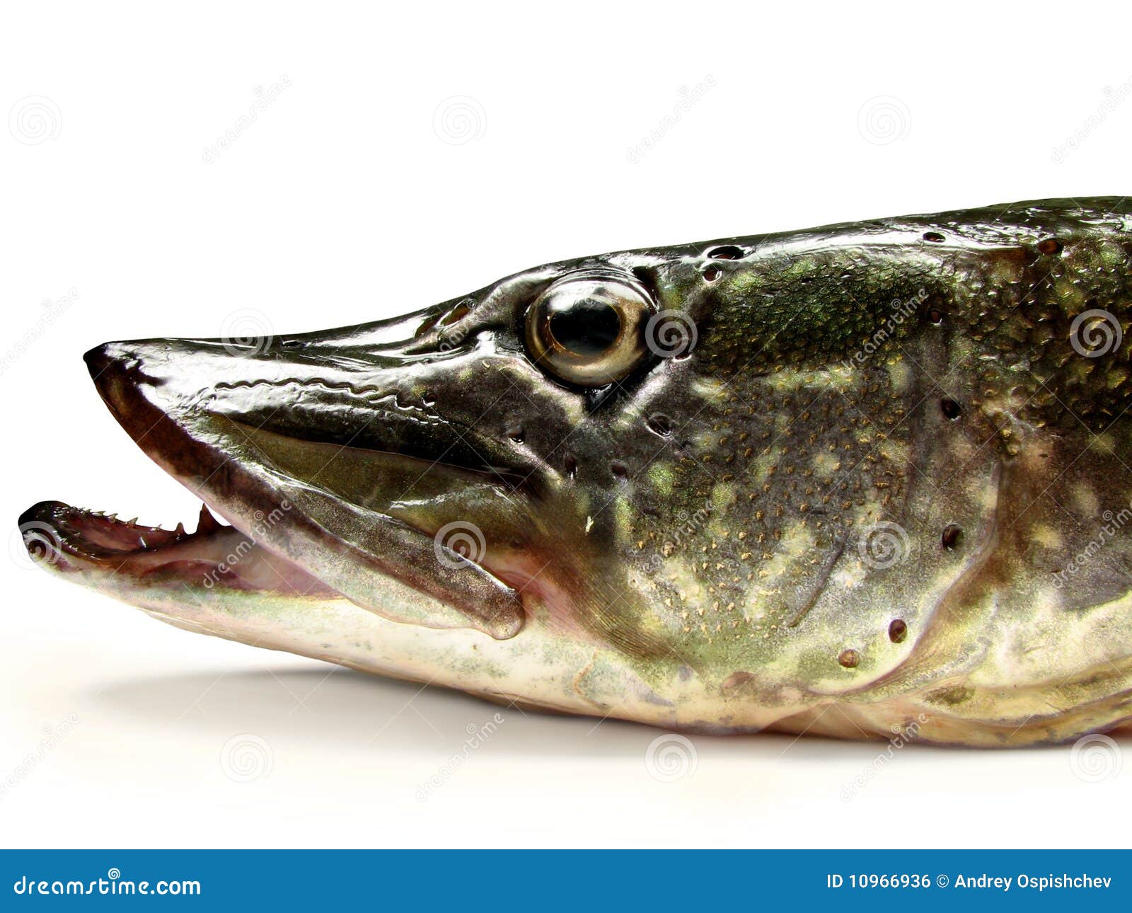 Pike stock photo. Image of large, head, freshwater, tooth - 10966936