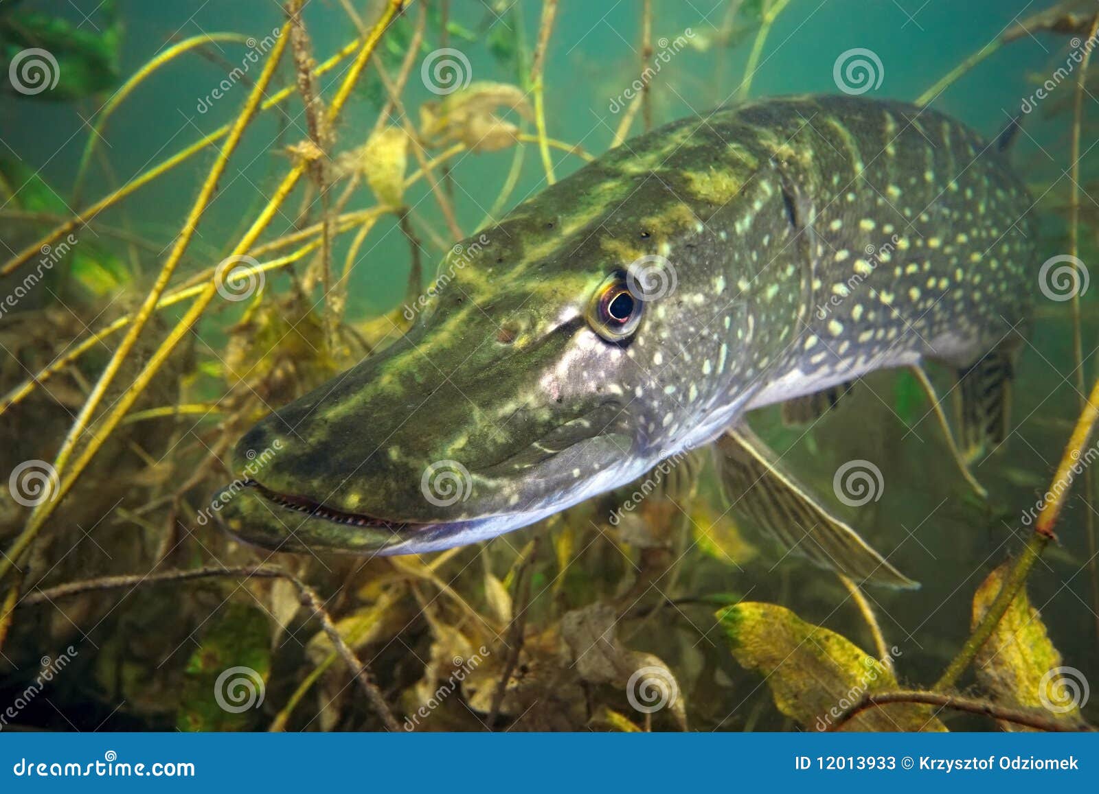 Pike stock image. Image of leaves, underwater, esox, clear - 12013933