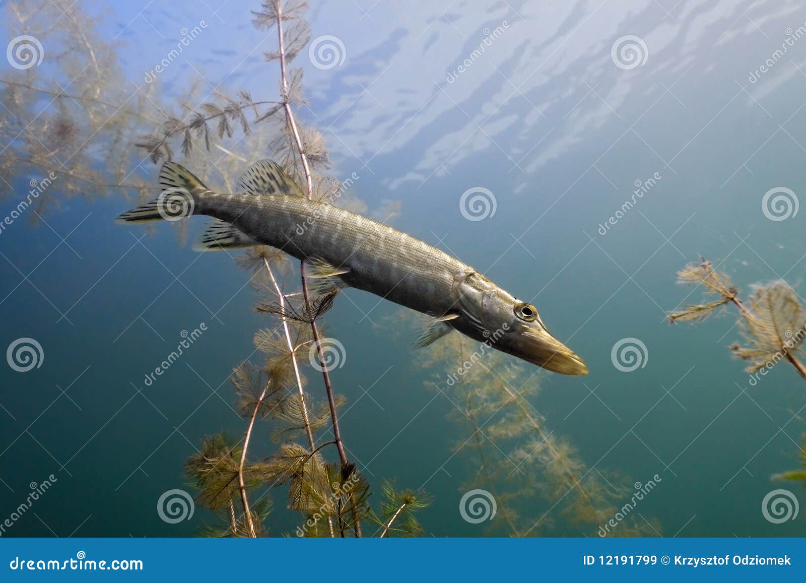 Pike stock image. Image of summer, plants, flora, pike - 12191799