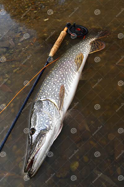 Pike stock photo. Image of scales, thrill, tributuary - 14567236