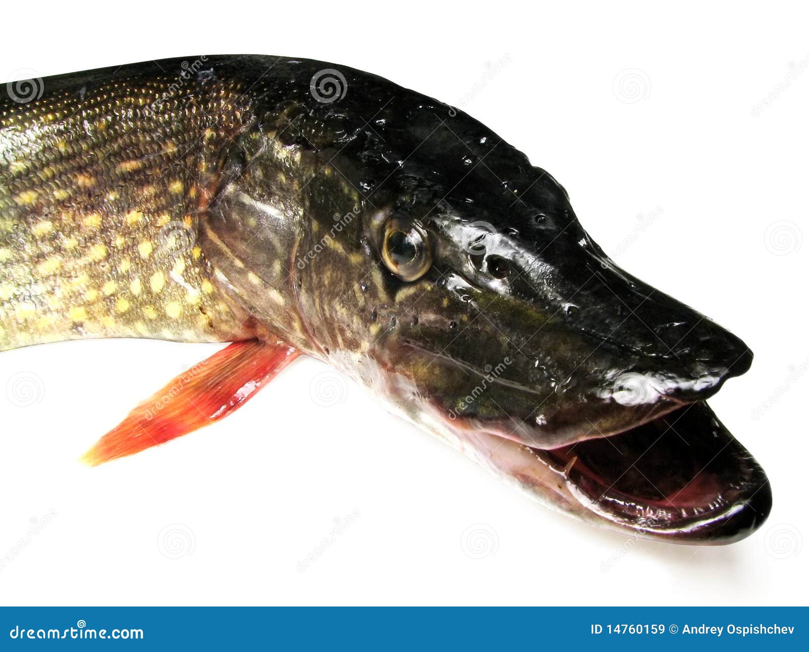 Pike stock image. Image of isolated, luce, pickerel, large - 14760159