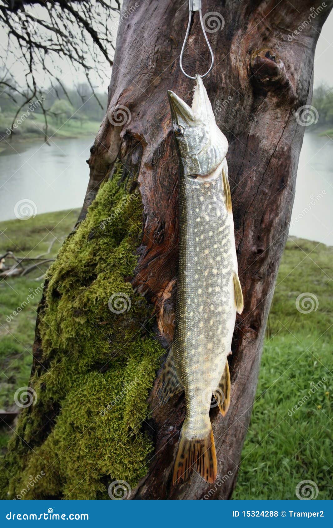 Pike stock photo. Image of fishing, fish, success, angler - 15324288