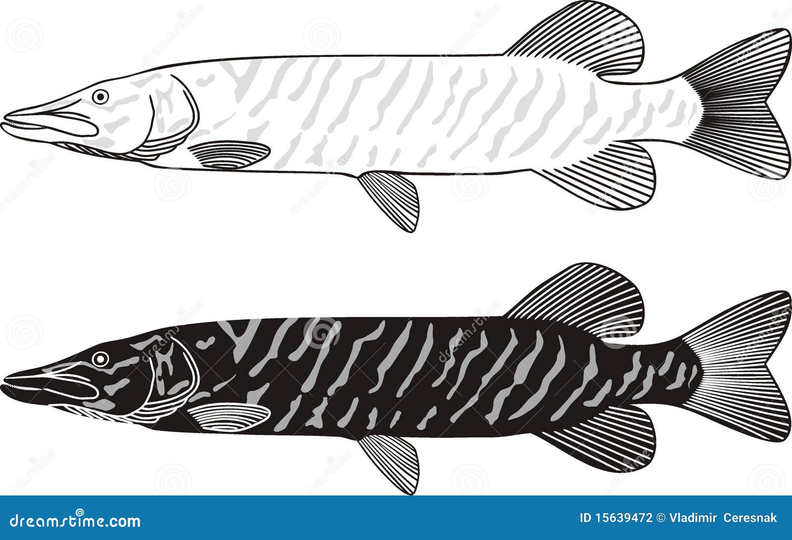 Pike stock vector. Illustration of black, aquarium, aquatic - 15639472