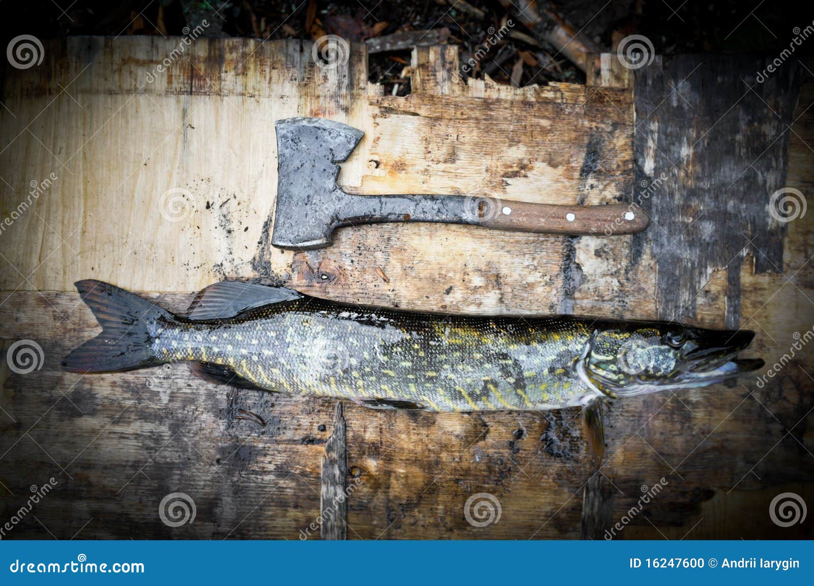 Pike stock photo. Image of freshwater, catch, river, predatory - 16247600