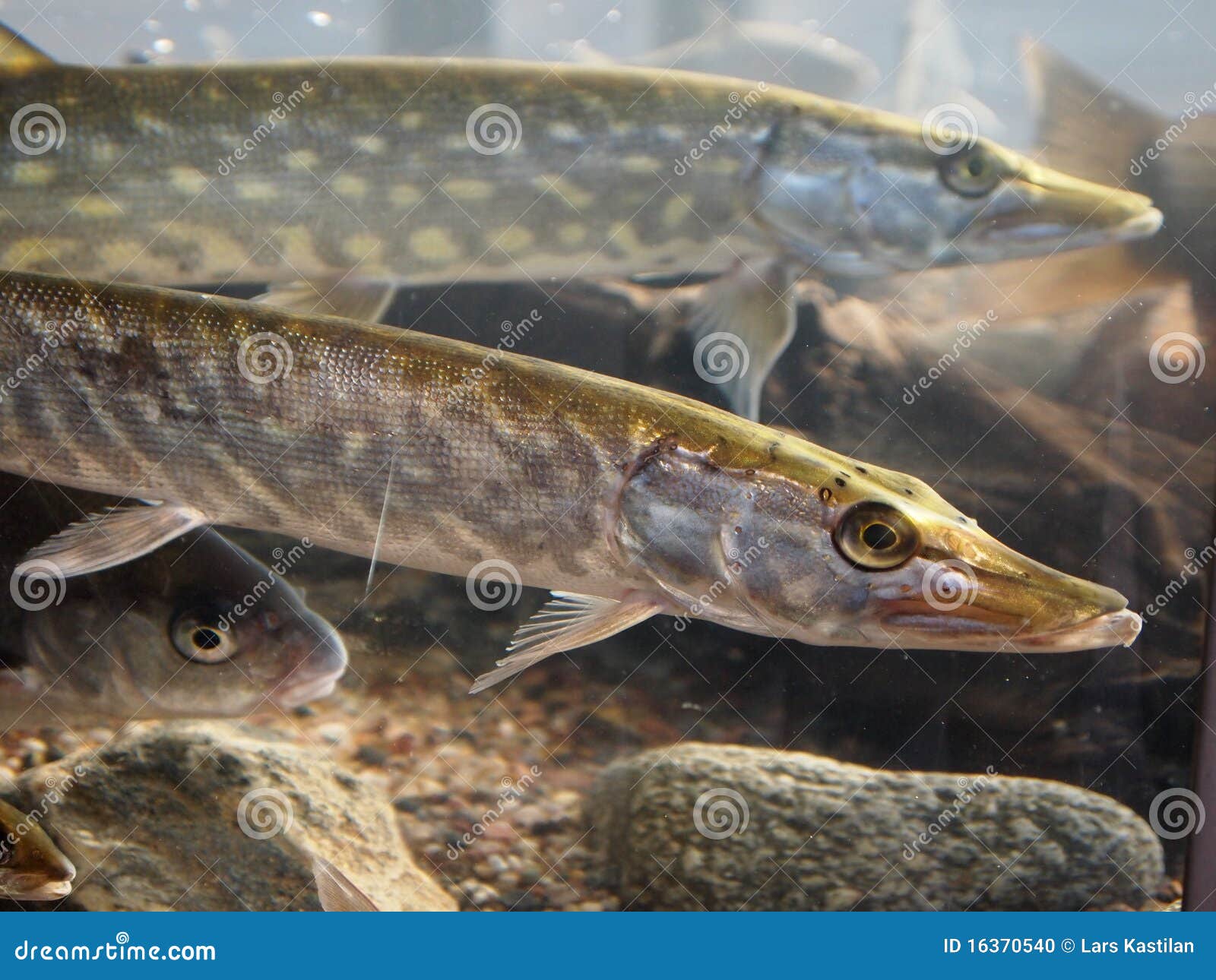 Pike stock photo. Image of pikes, northern, swimming - 16370540