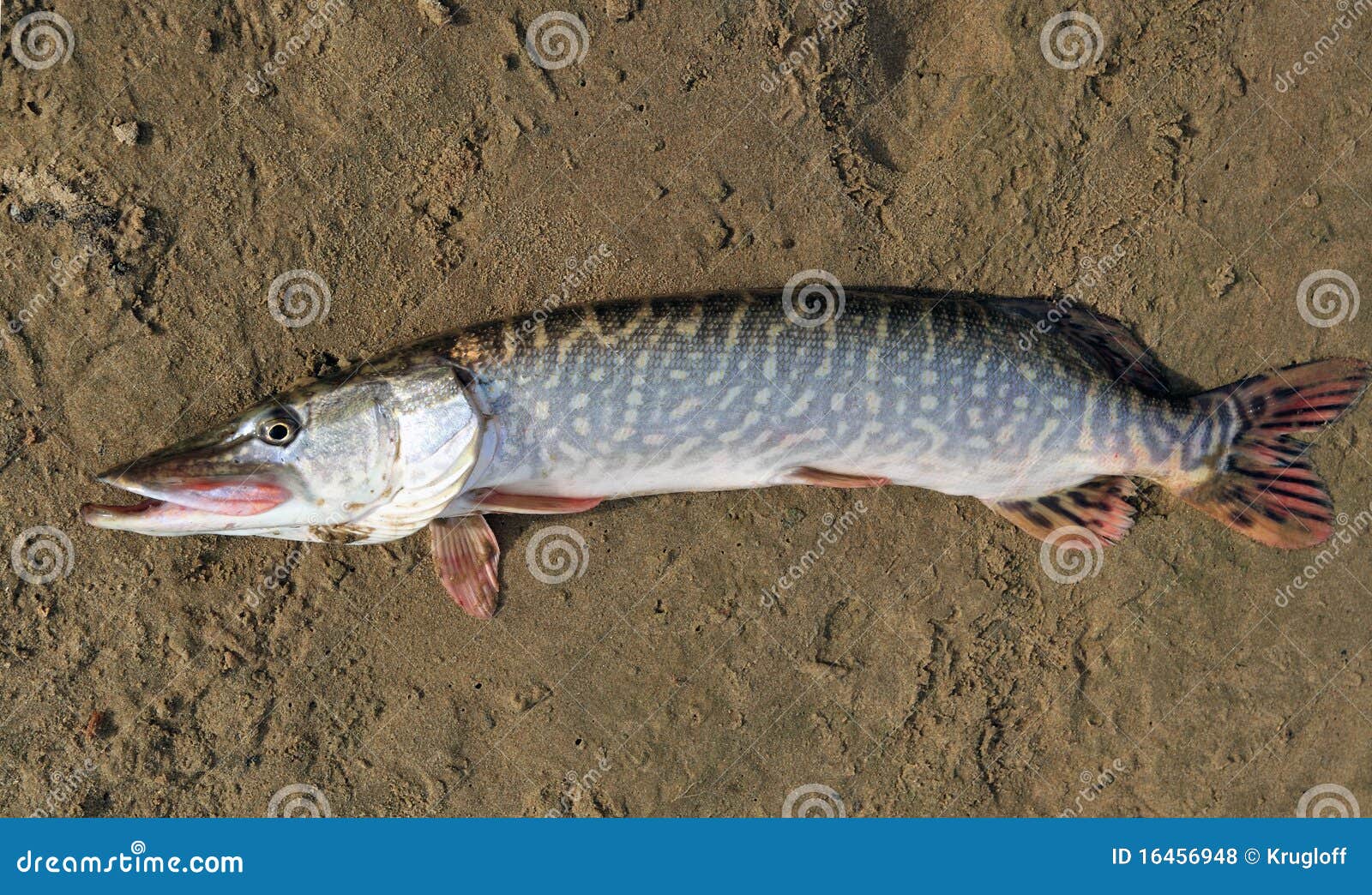 Pike stock photo. Image of spotted, trophies, fragment - 16456948