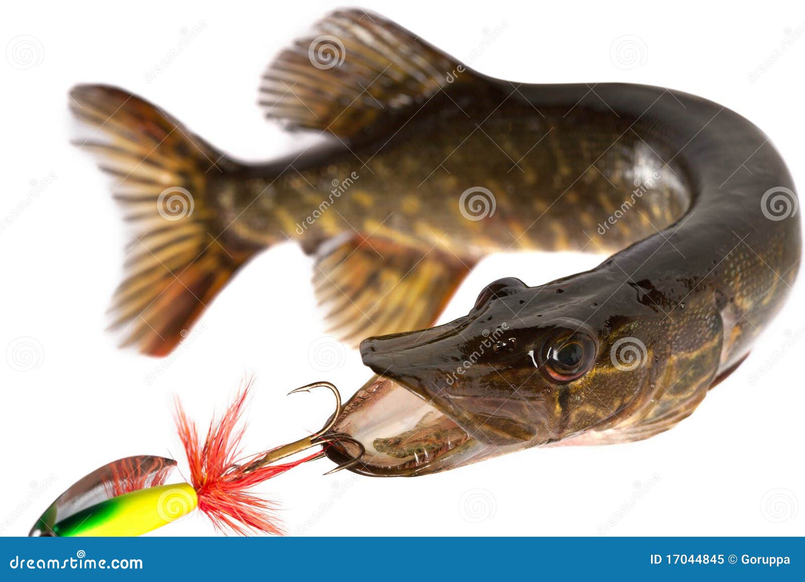 Pike stock image. Image of white, isolated, descriptive - 17044845