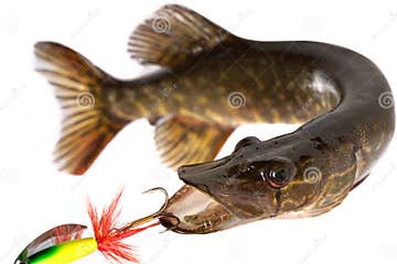 Pike stock image. Image of white, isolated, descriptive - 17044845