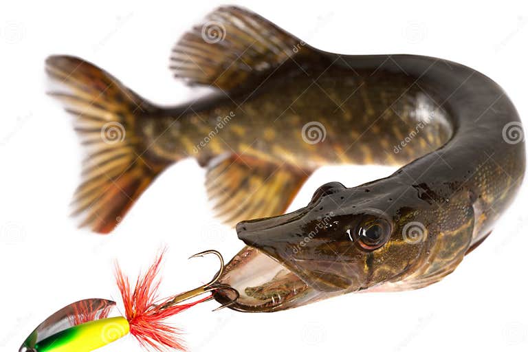 Pike stock image. Image of white, isolated, descriptive - 17044845