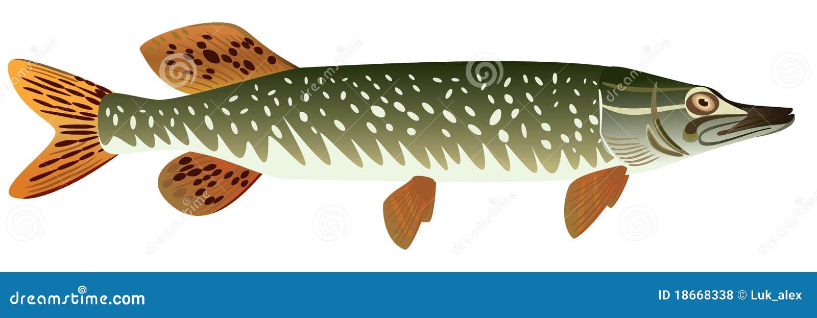 Pike. stock illustration. Illustration of drawing, spotted - 18668338