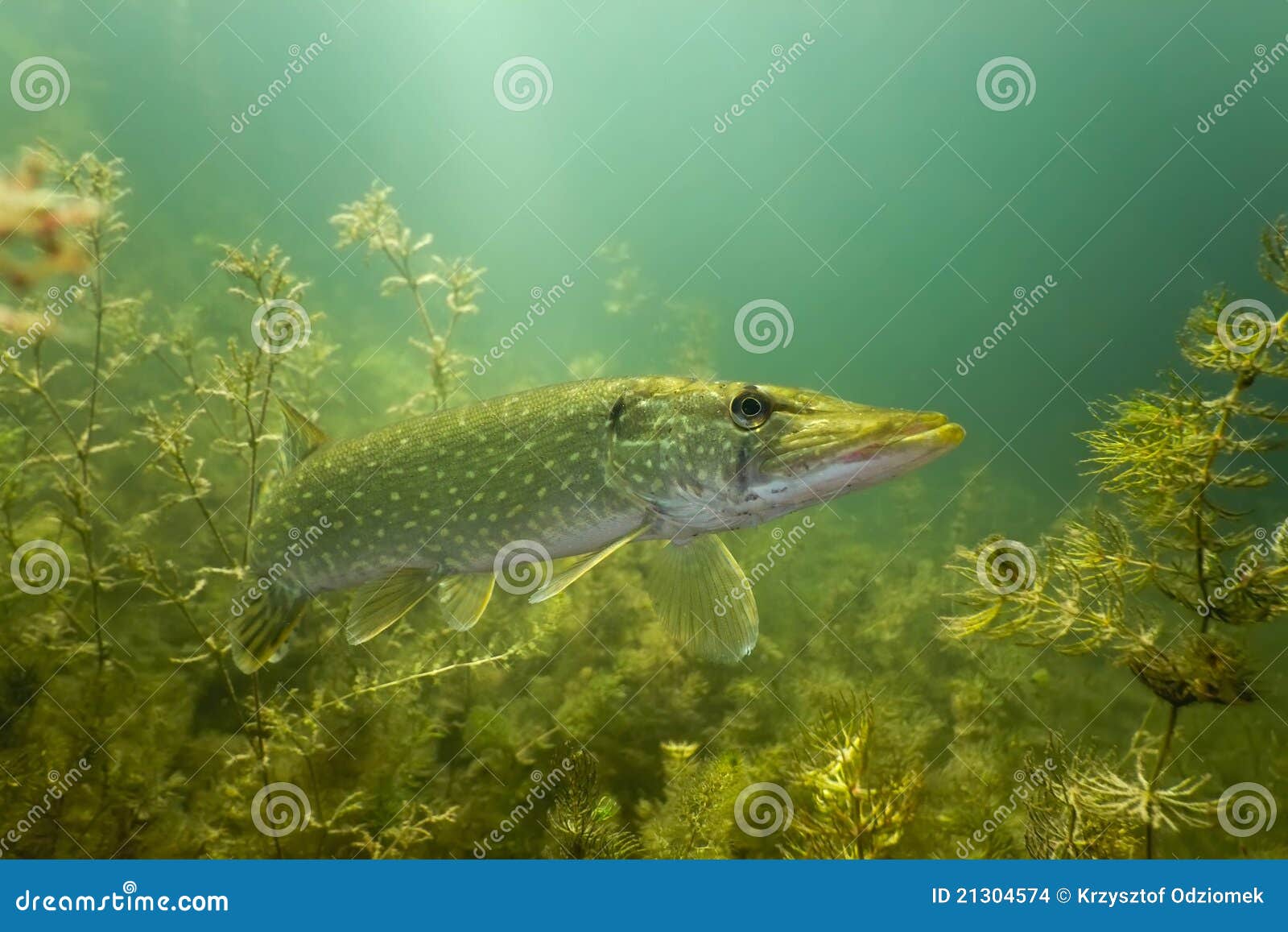 Pike stock photo. Image of wildlife, nature, esox, leaves - 21304574