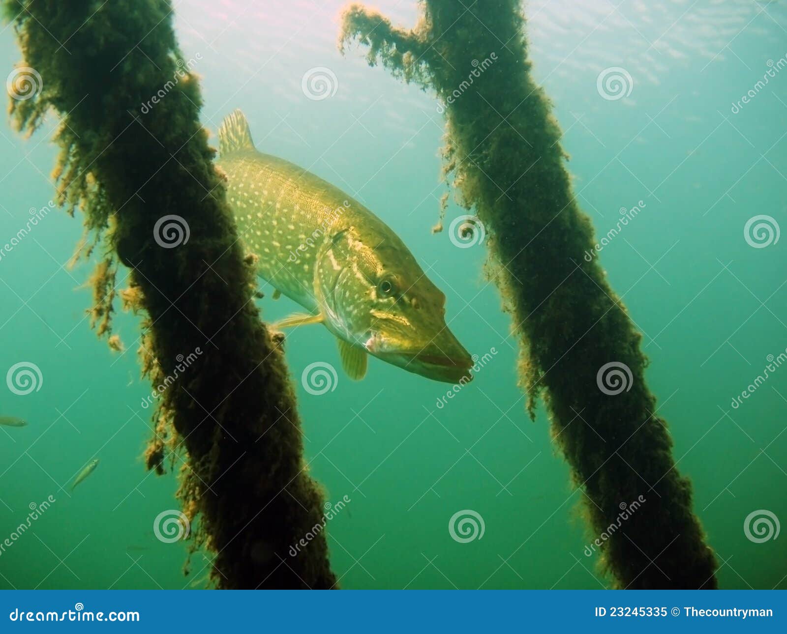Pike stock image. Image of underwater, fishing, dive - 23245335