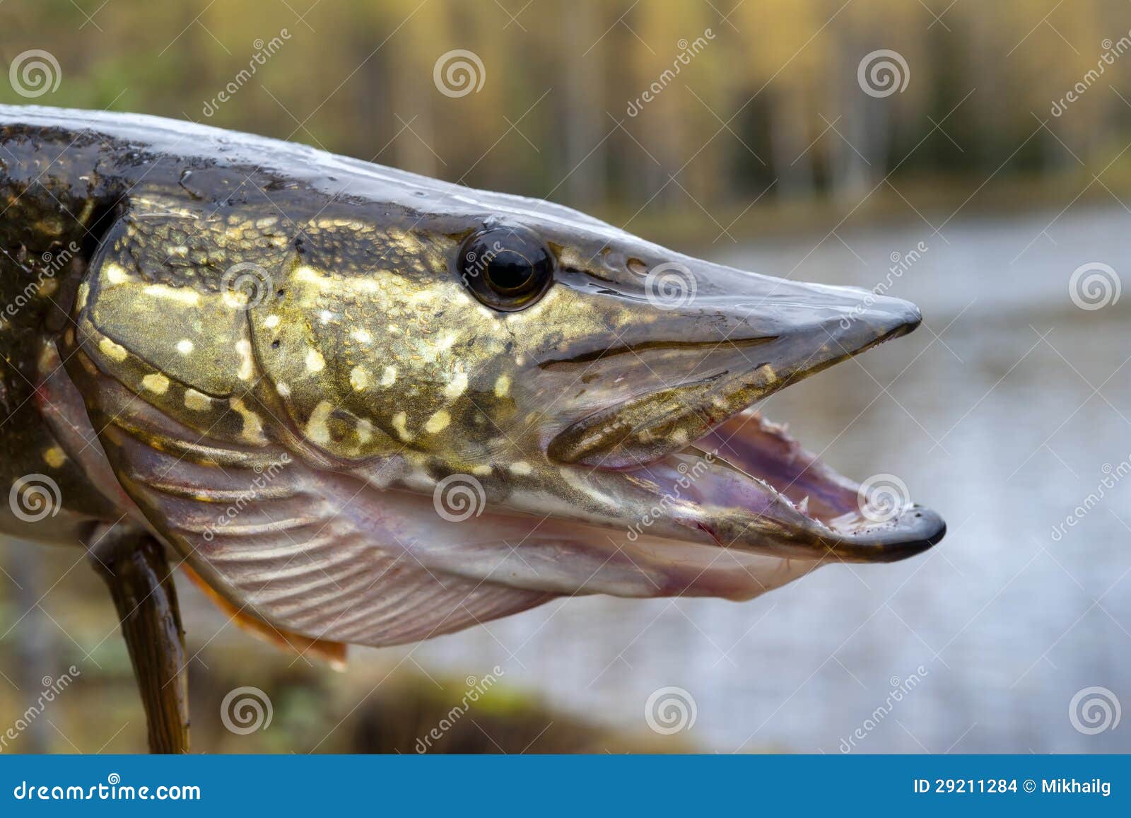 Pike stock photo. Image of pike, alive, predator, live - 29211284