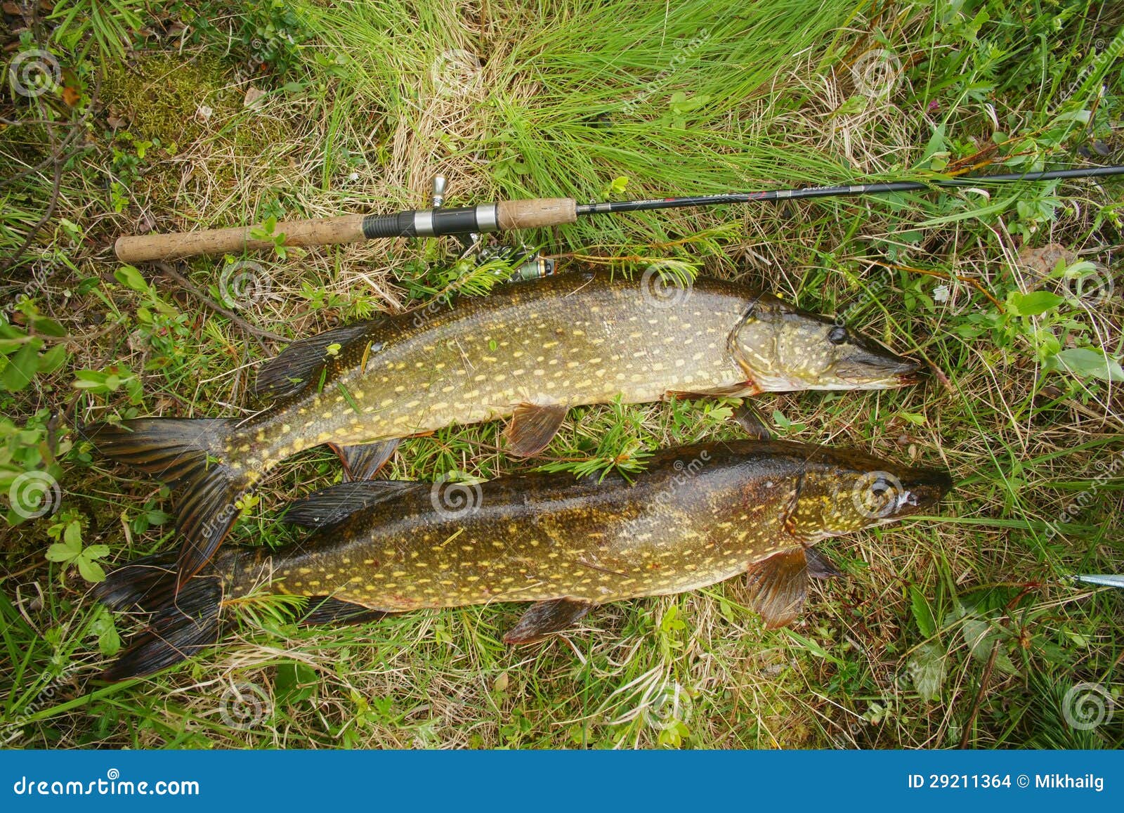 Pike stock photo. Image of nature, jaws, wild, live, alive - 29211364
