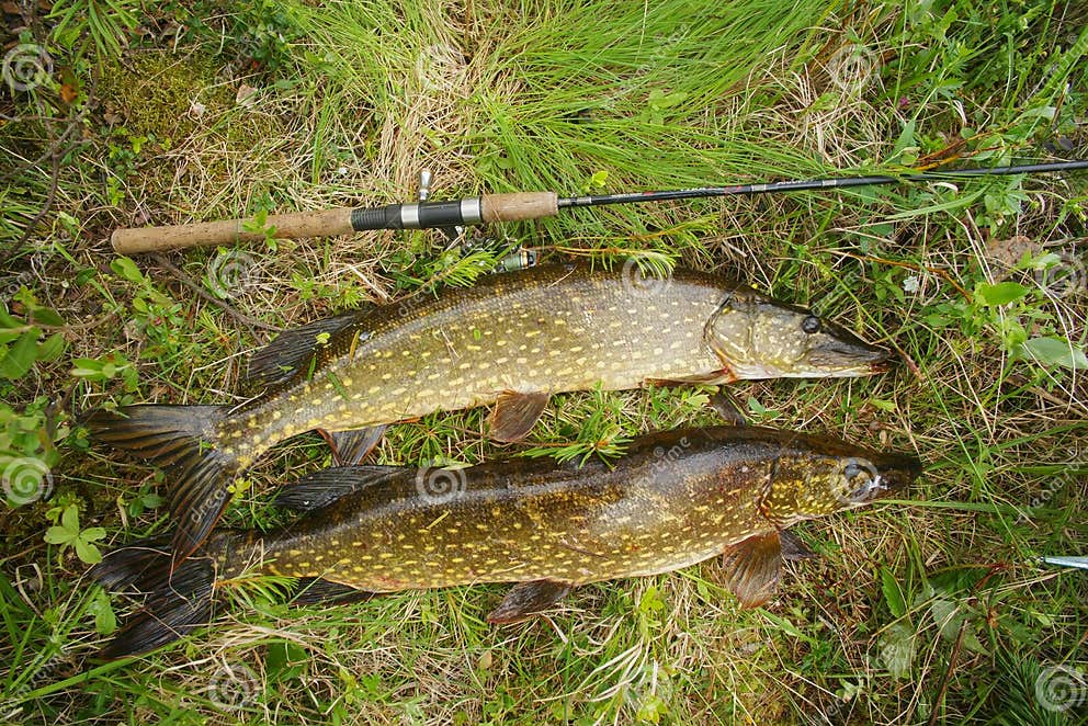 Pike stock photo. Image of nature, jaws, wild, live, alive - 29211364