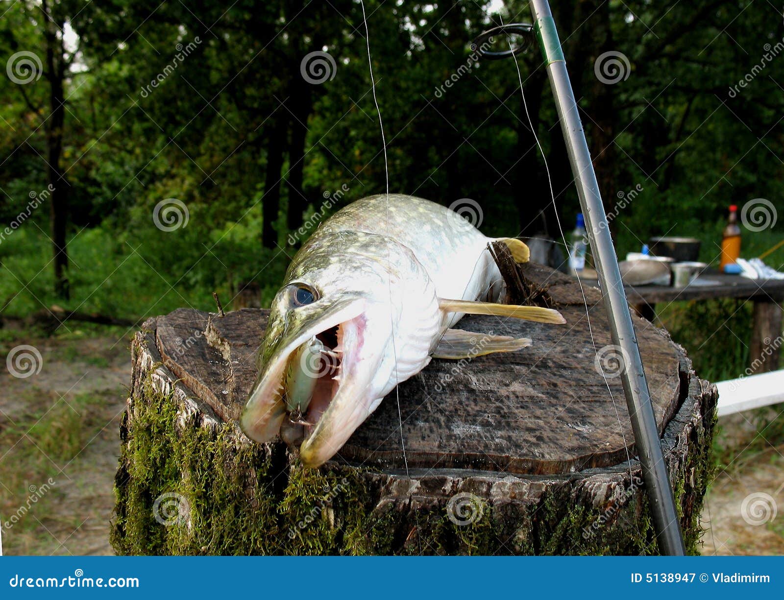 Pike stock image. Image of animals, cruel, biting, bait - 5138947