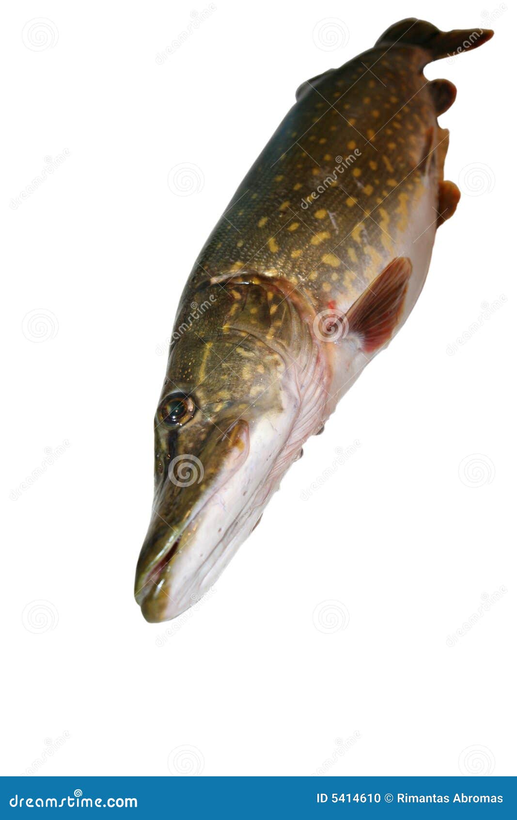 Pike stock photo. Image of pike, pickerel, healthy, jack - 5414610