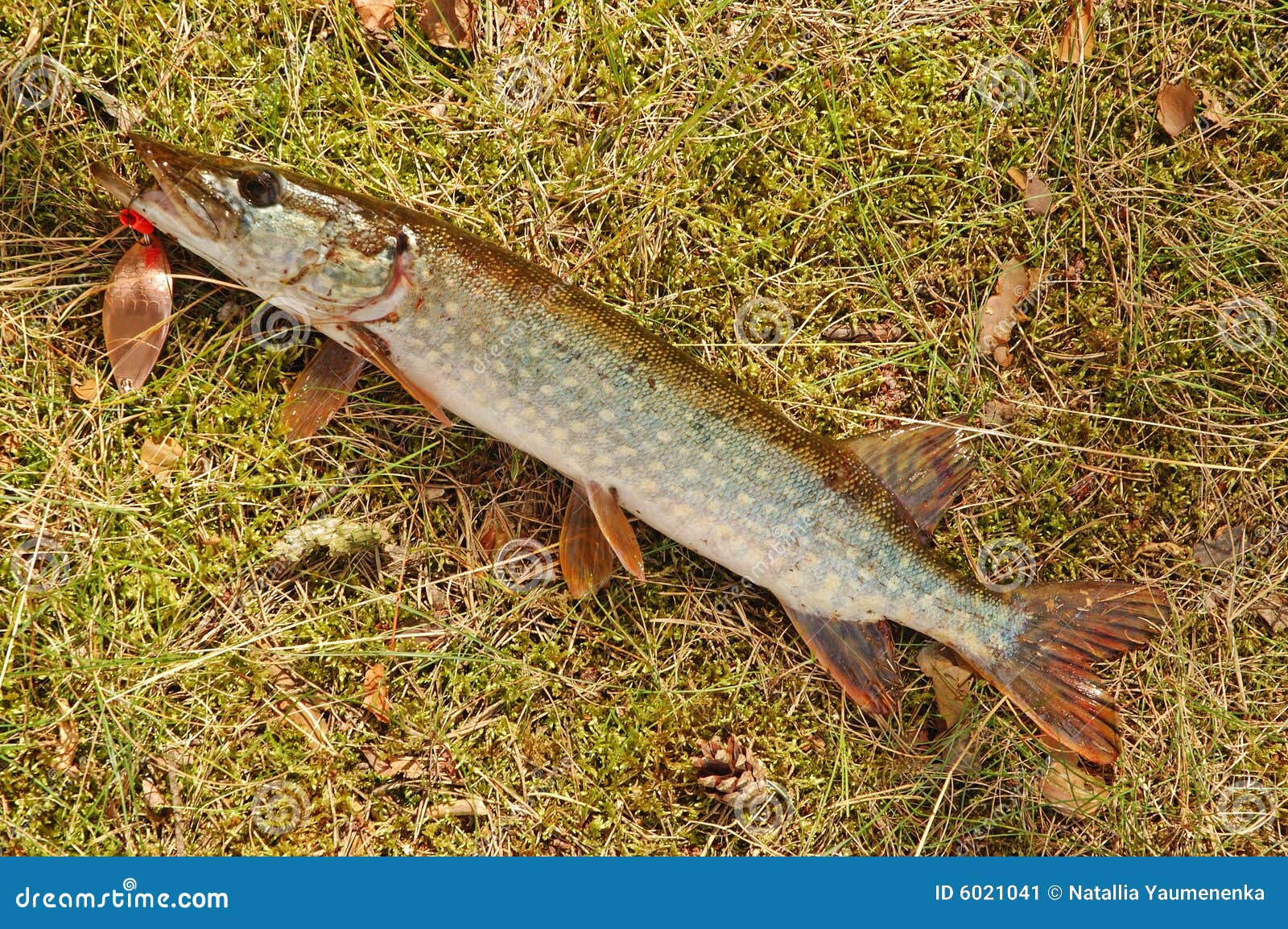 Pike stock image. Image of outdoors, anophyte, freshwater - 6021041