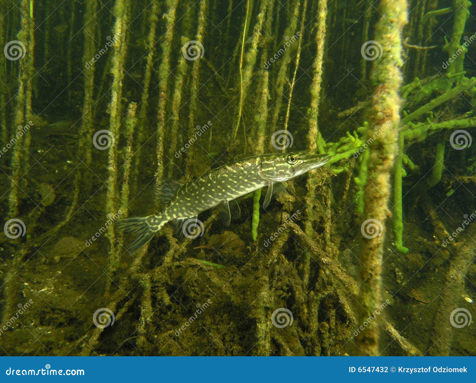 Pike stock photo. Image of adventure, animal, nature, wild - 6547432