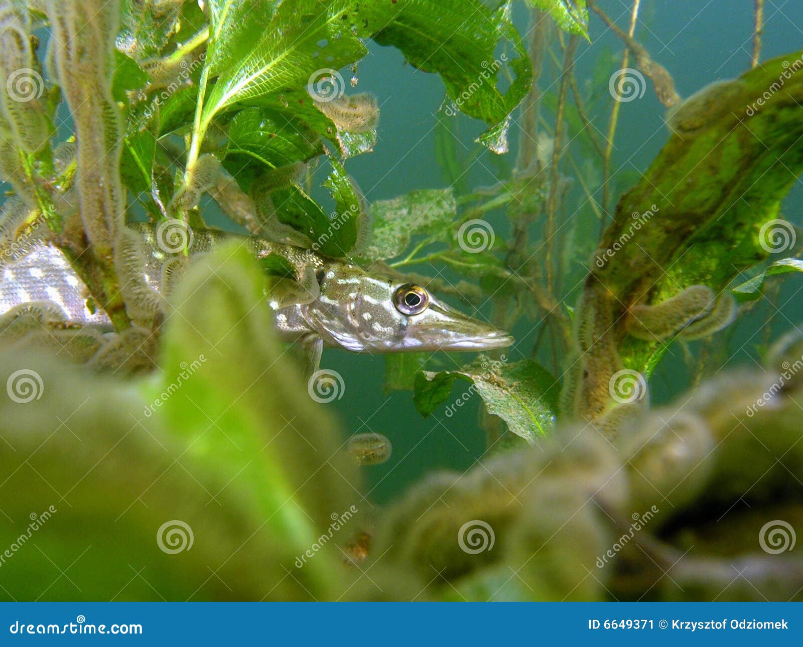 Pike stock image. Image of sweetwater, plant, life, flora - 6649371