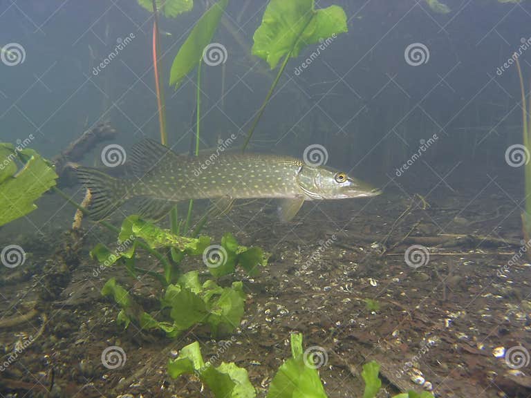 Pike stock photo. Image of plant, photograph, fauna, underwater - 6723688