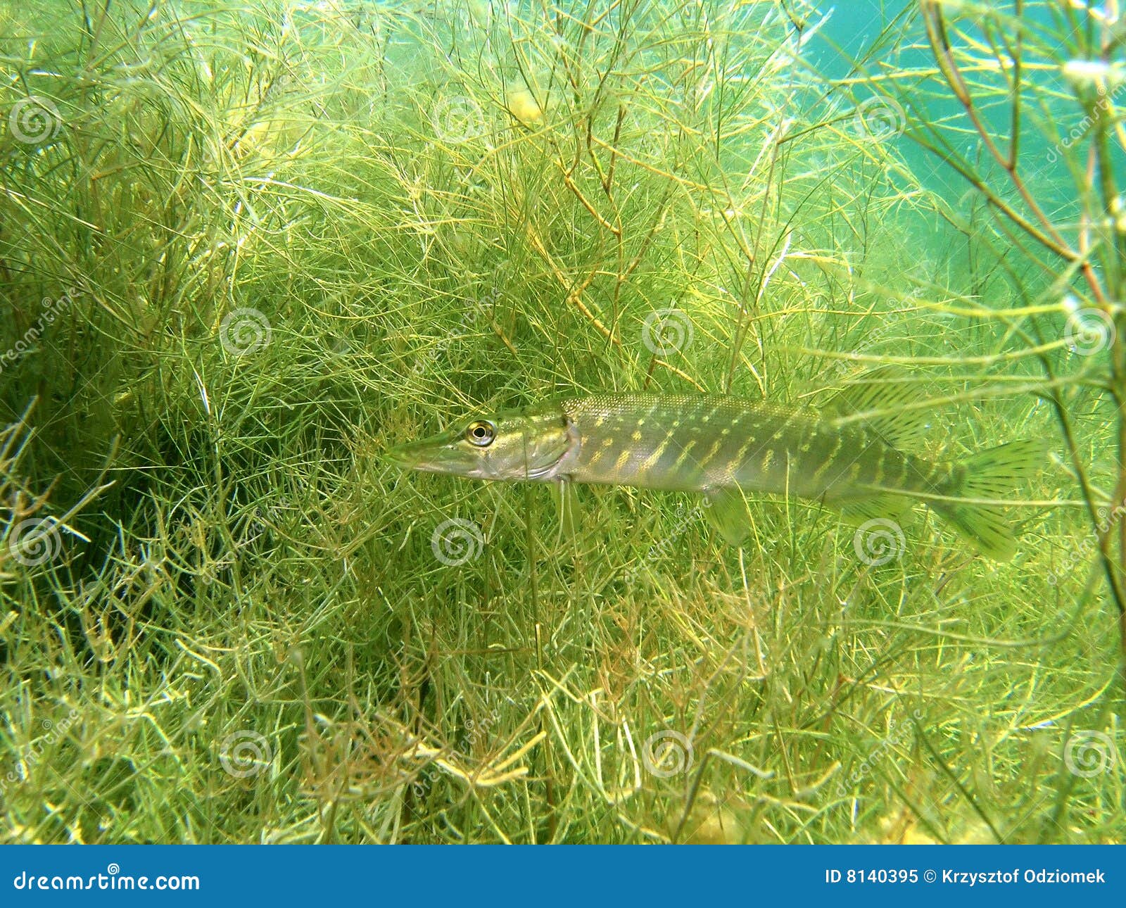 Pike stock image. Image of nature, underwater, fish, plant - 8140395