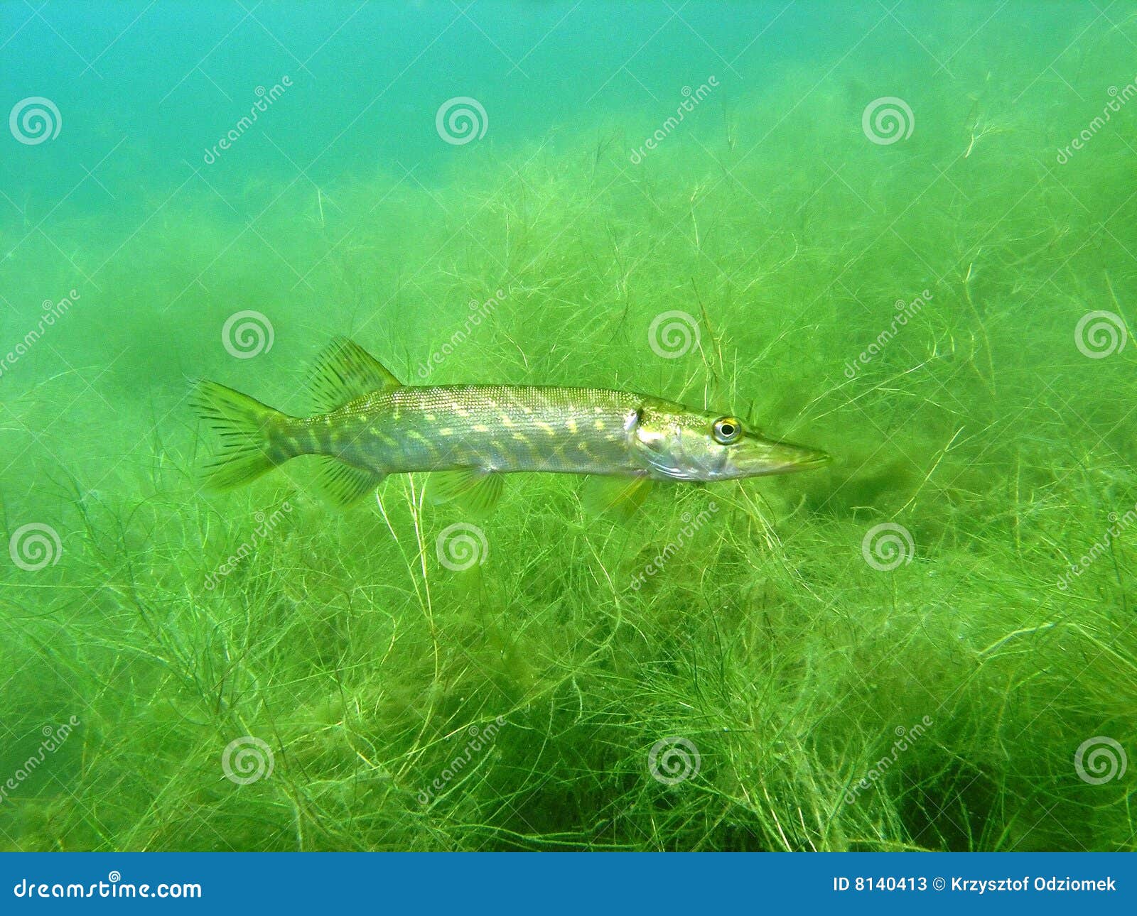 Pike stock image. Image of plants, plant, summer, underwater - 8140413
