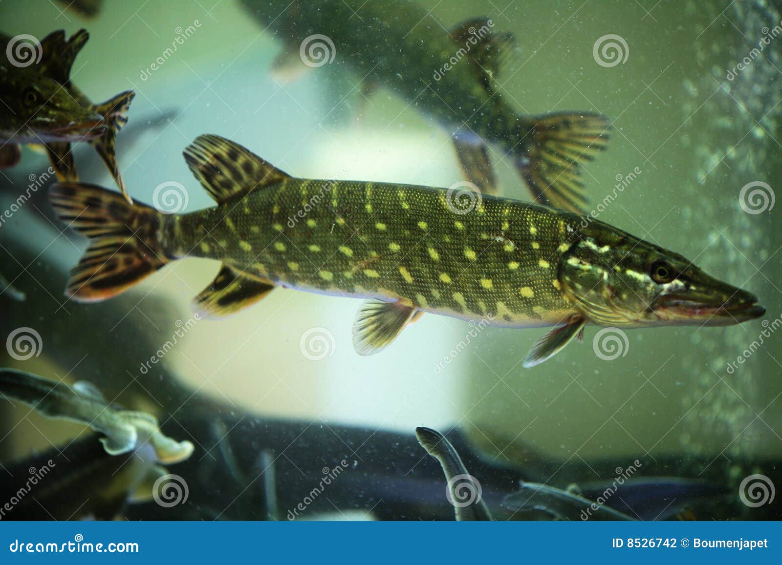 Pike foto de stock. Imagem de animal, freshwater, vida - 8526742
