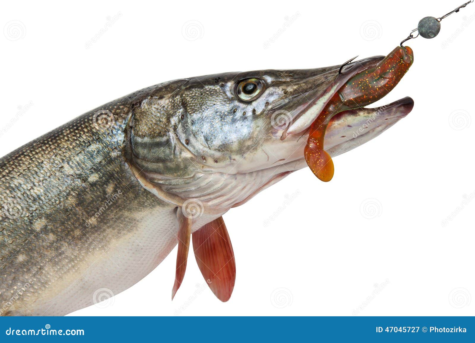 Pike with bait in mouth stock image. Image of isolated - 47045727