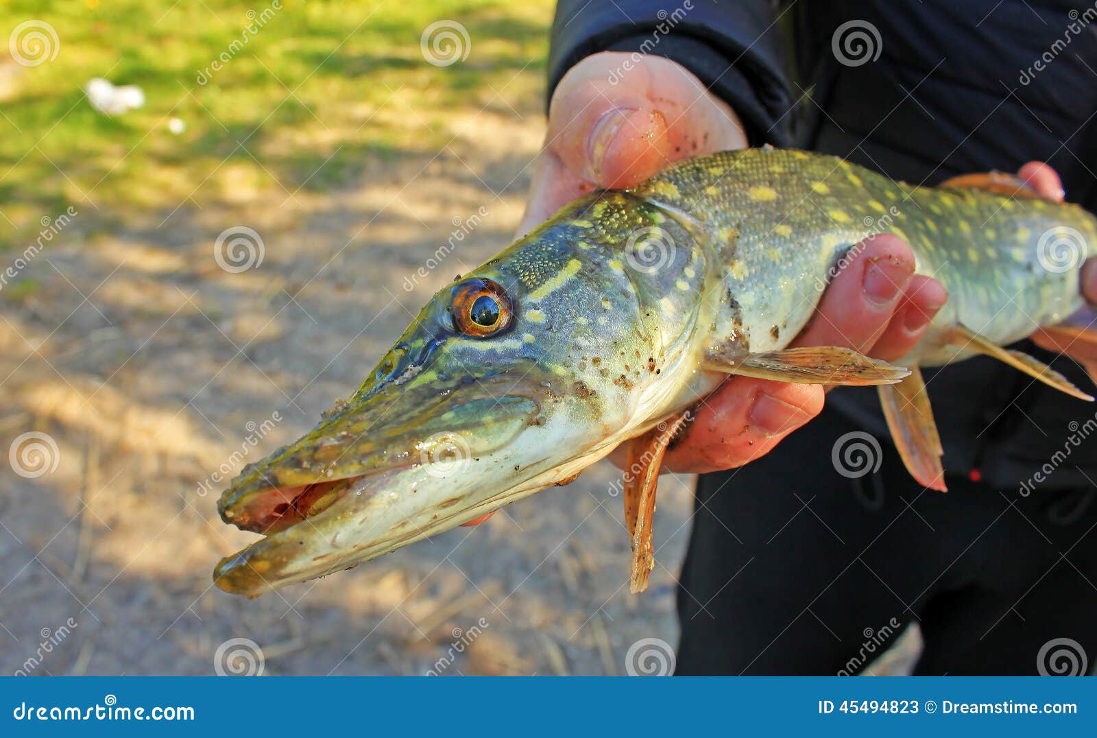 Pike stock image. Image of macro, riverwalk, riverside - 45494823