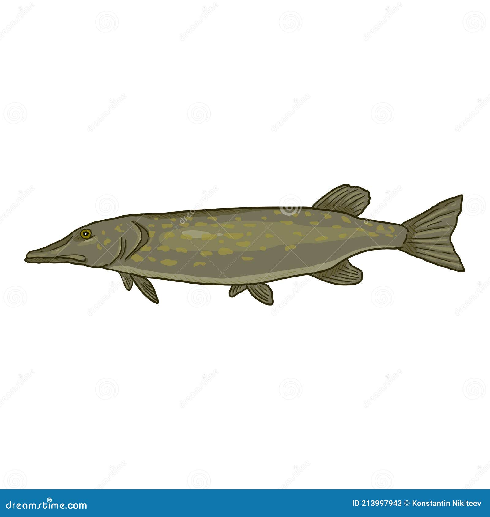 Pike Cartoon Fish Vector Illustration Stock Vector - Illustration of ...