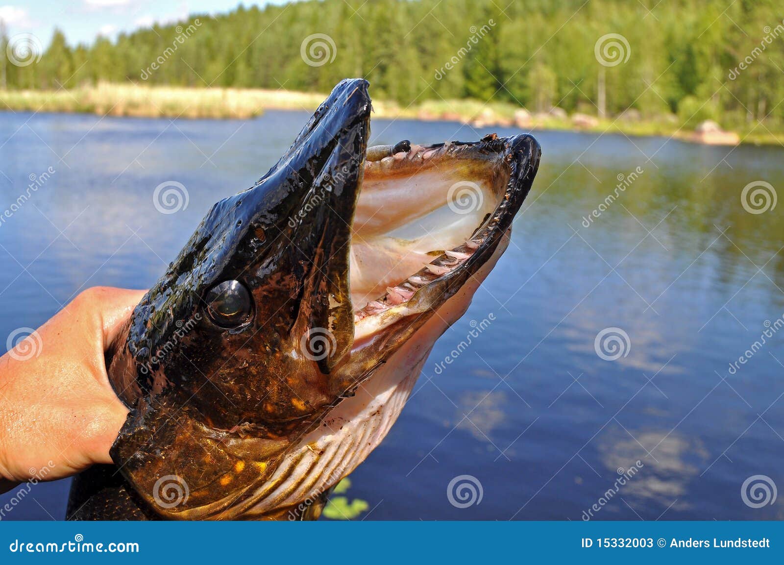 Northern Pike Teeth