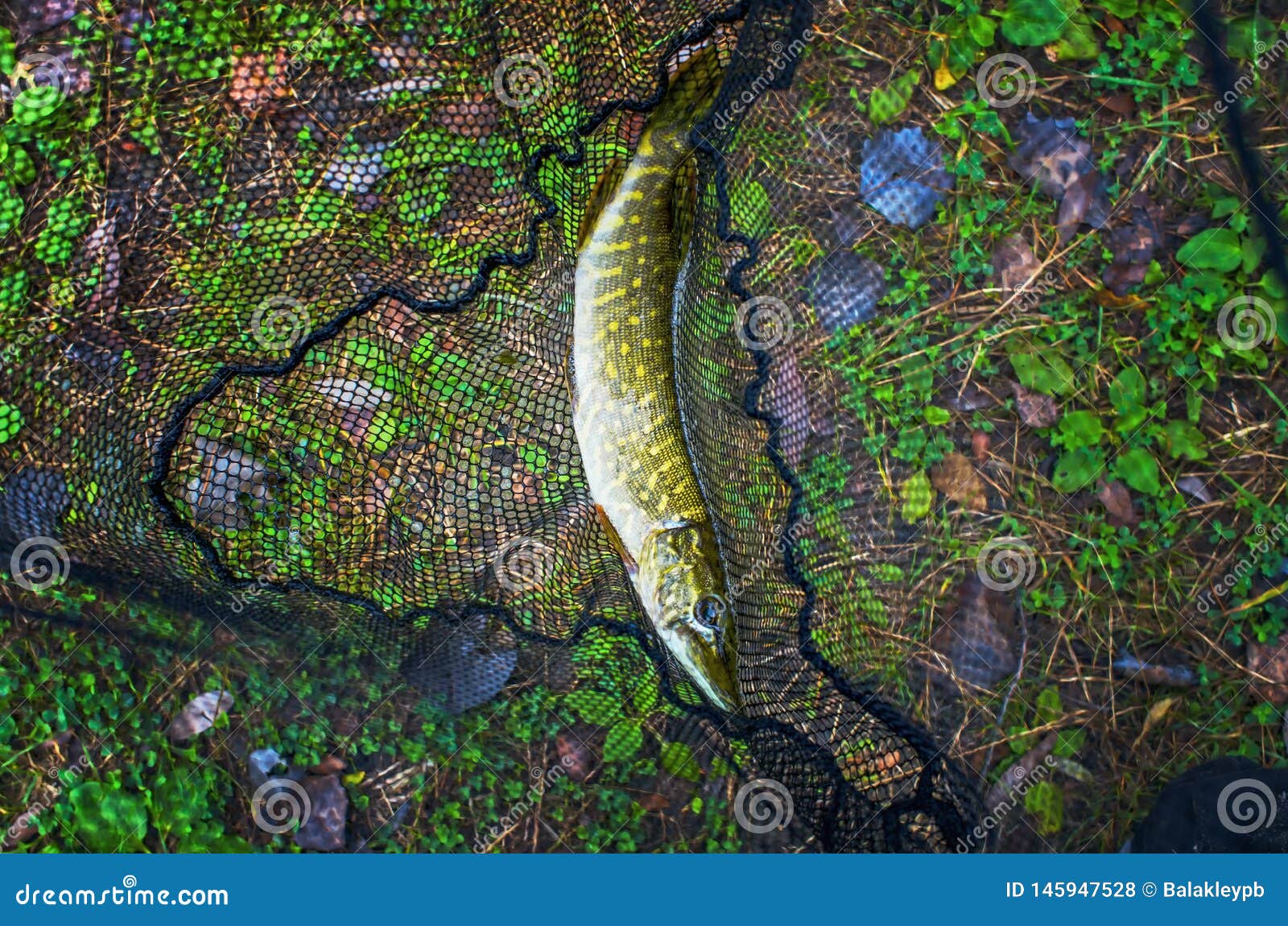 Pike Caught on Artificial Bait Stock Photo - Image of natural, autumn ...