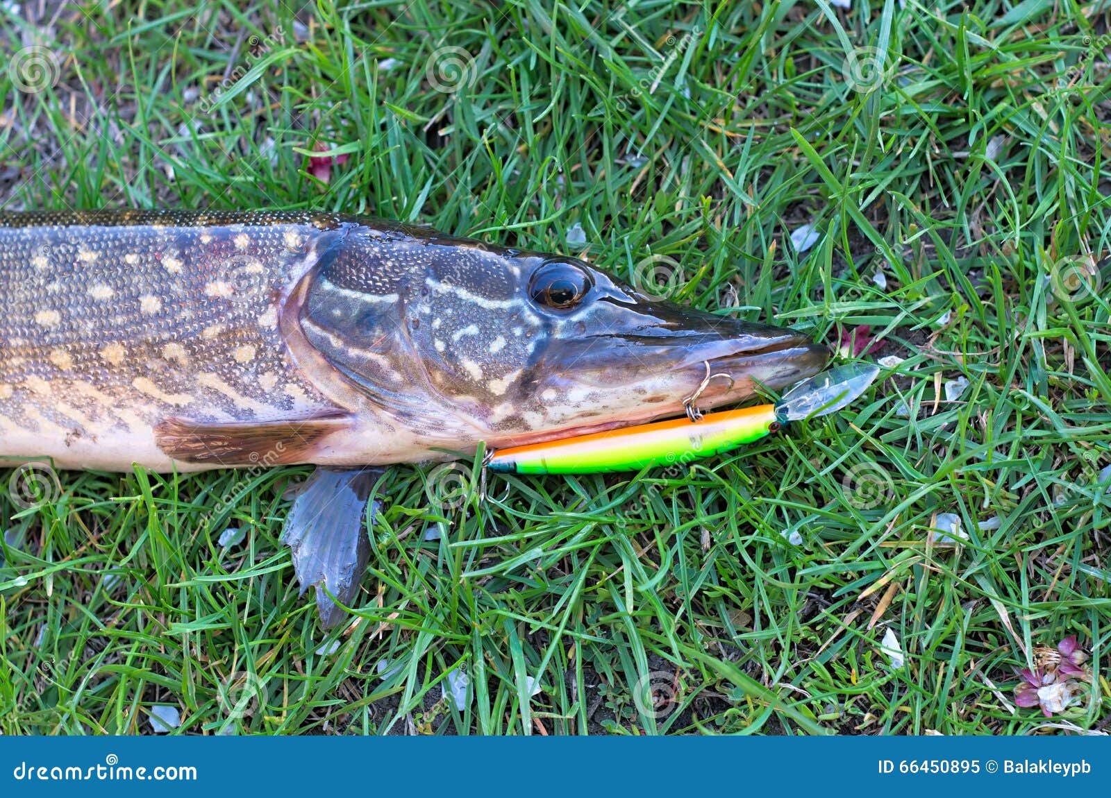 Pike stock image. Image of pursuit, recreational, river - 66450895