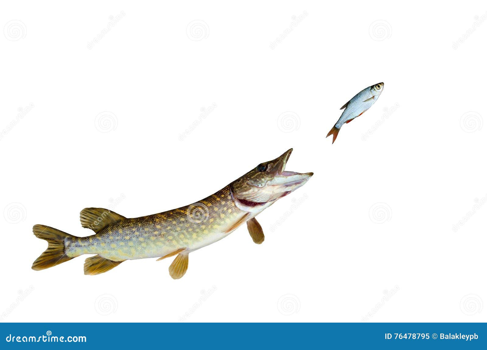 Pike Chasing Stock Photos - Free & Royalty-Free Stock Photos from ...