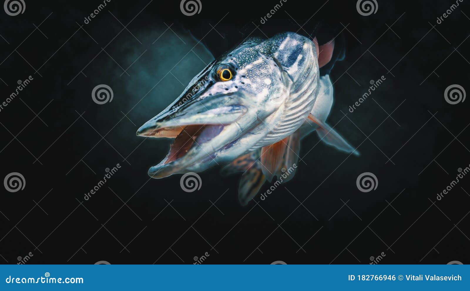 Pike Close-up on a Dark Background. Fishing Stock Photo - Image of ...