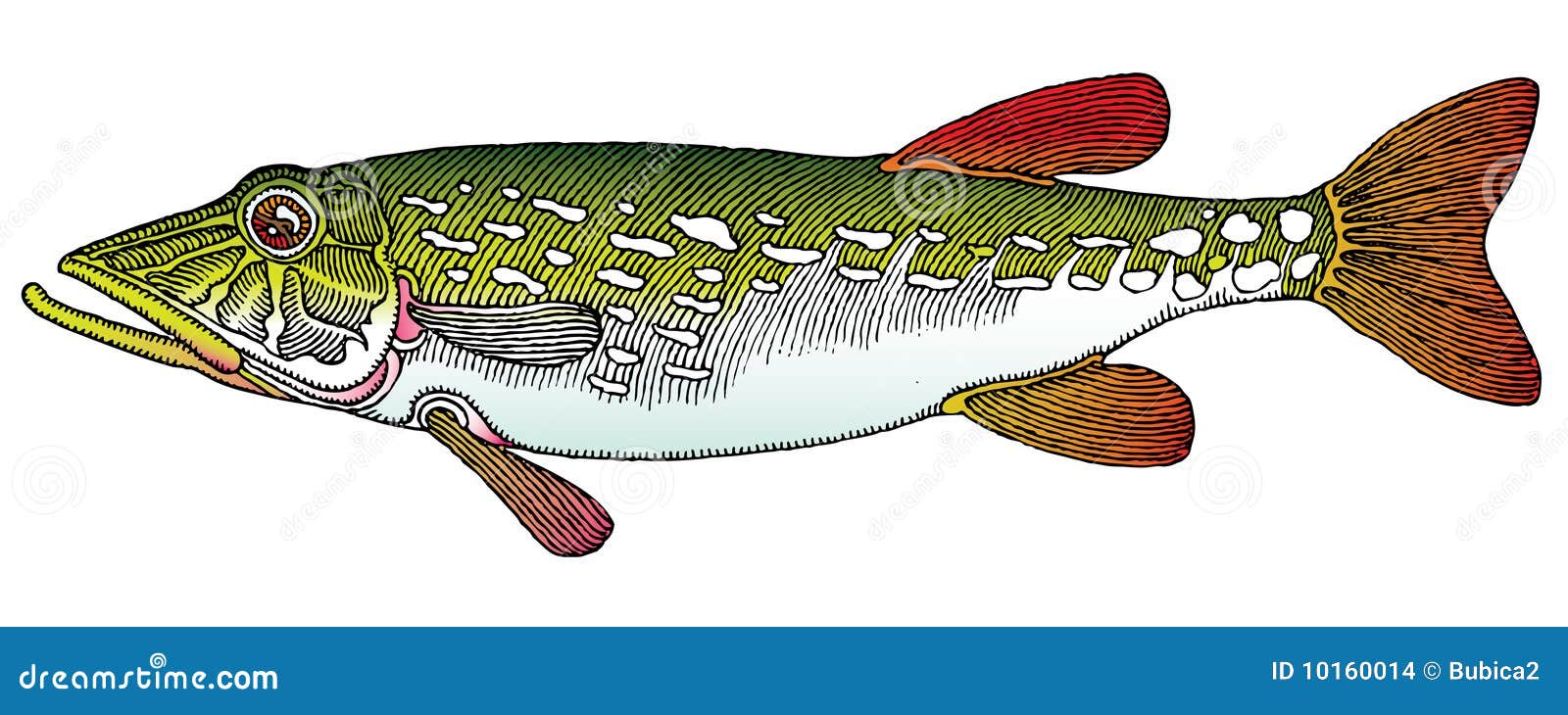 Pike Color Vectored Drawing Stock Vector - Illustration of original ...