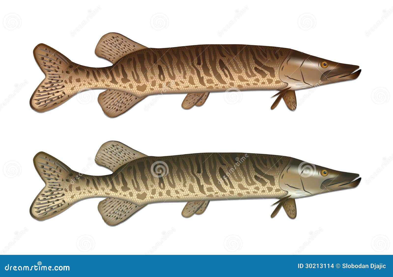 Pike Detailed Vector Illustration Stock Vector - Illustration of pike ...