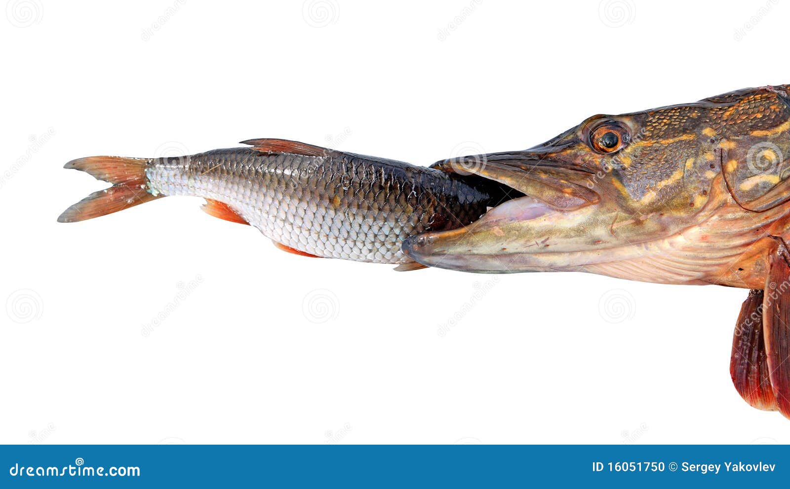 Pike eats roech stock photo. Image of fish, bait, predator - 16051750