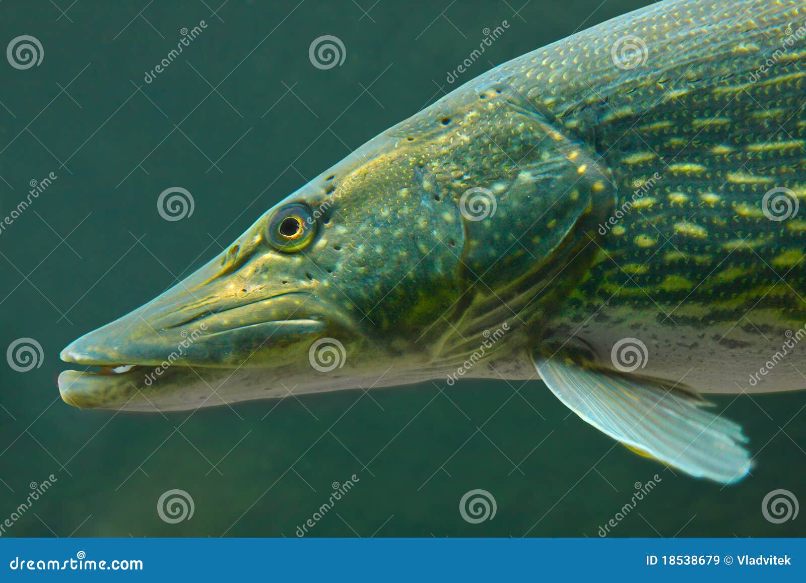 The Pike (Esox Lucius) stock image. Image of muscallonge - 18538679